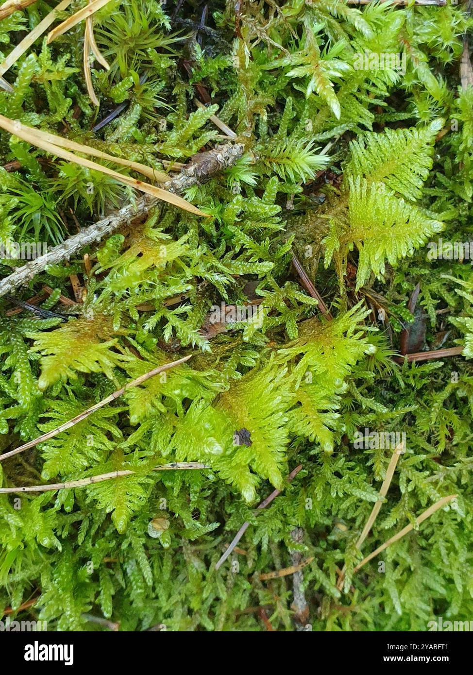 Ostrich-plume Moss (Ptilium crista-castrensis) Plantae Stock Photo - Alamy