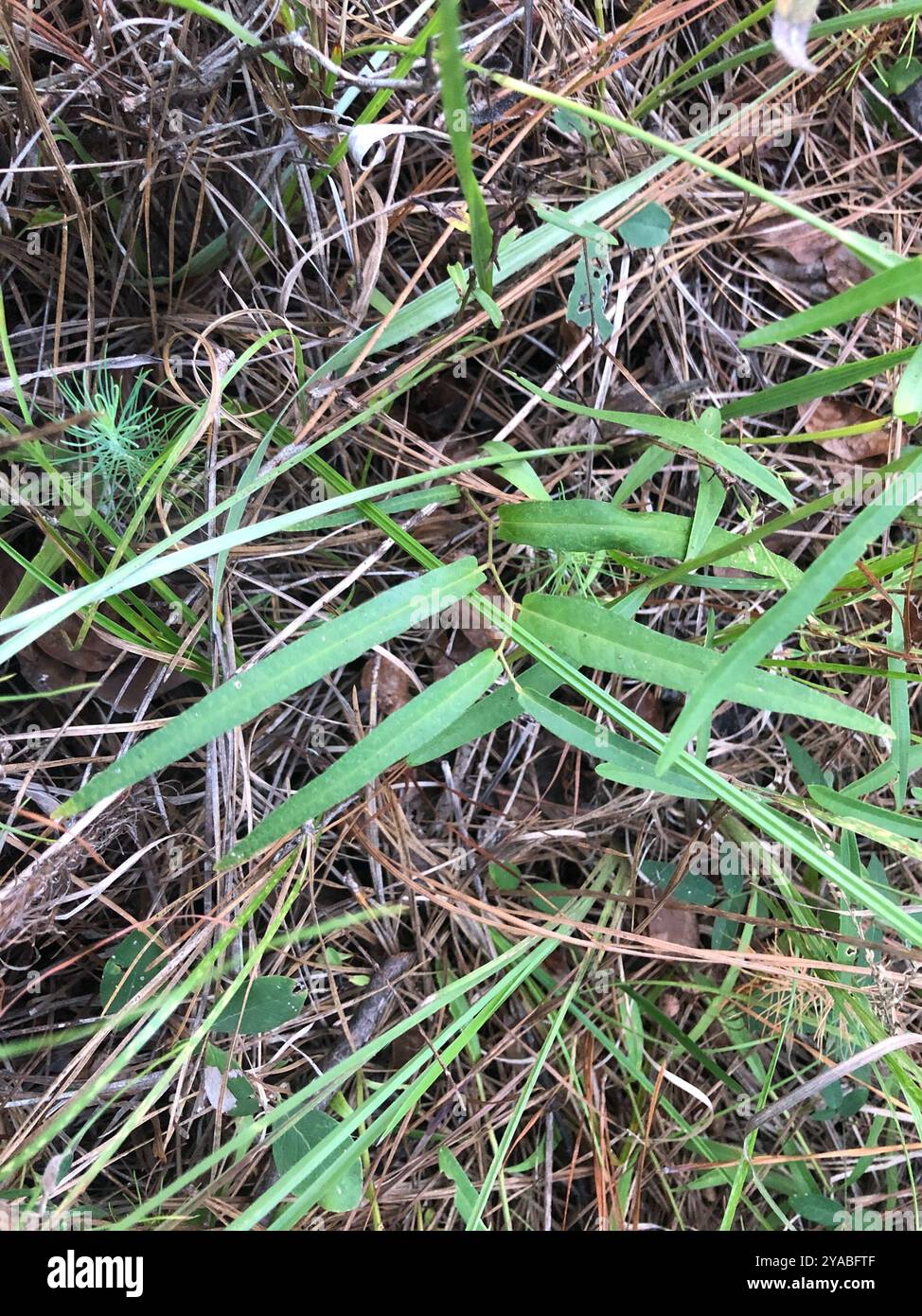 Virginia snakeroot (Aristolochia serpentaria) Plantae Stock Photo - Alamy