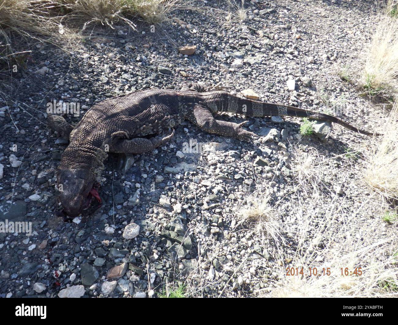 White-throated monitor (Varanus albigularis albigularis) Reptilia Stock ...
