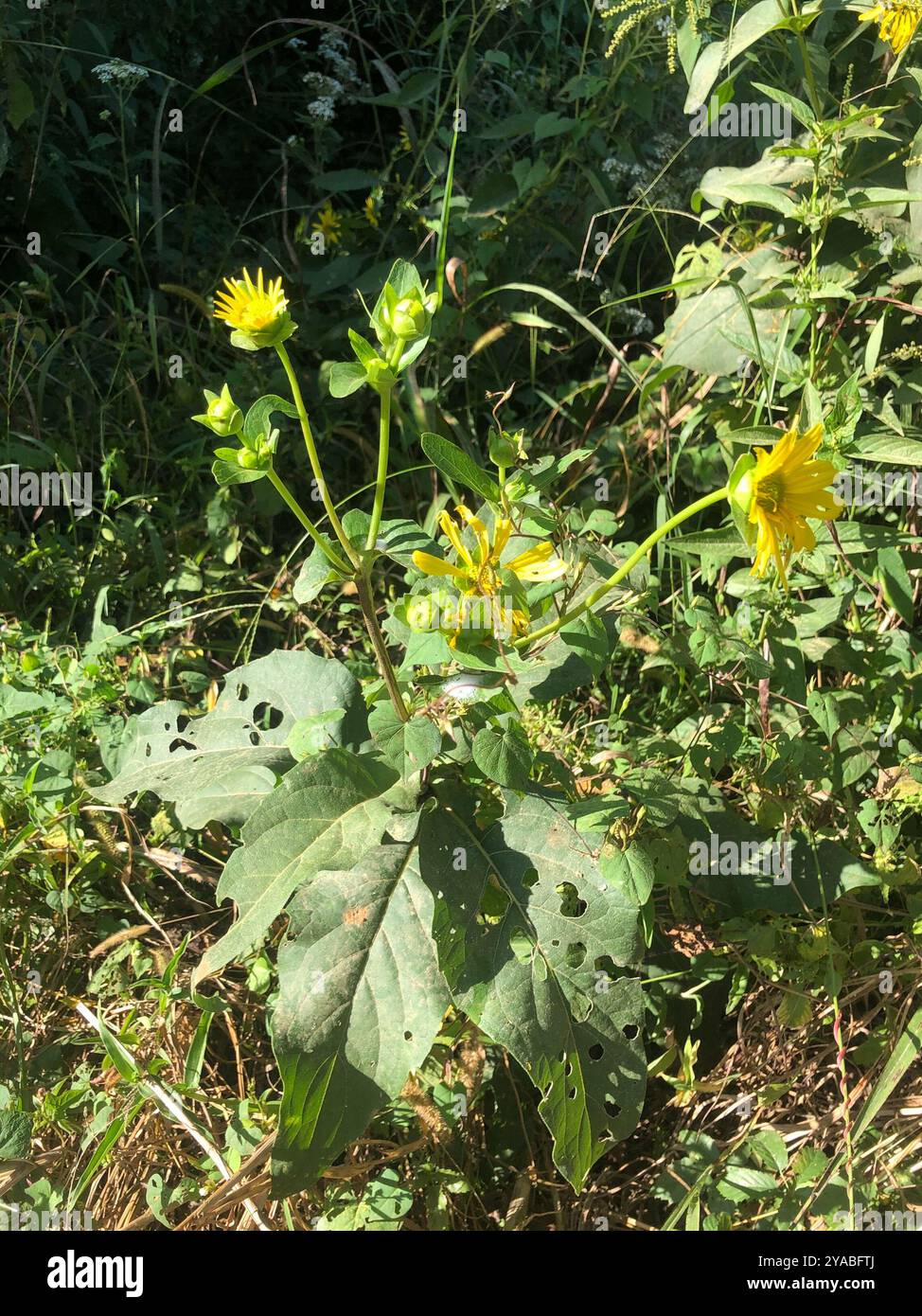 cup plant (Silphium perfoliatum) Plantae Stock Photo - Alamy