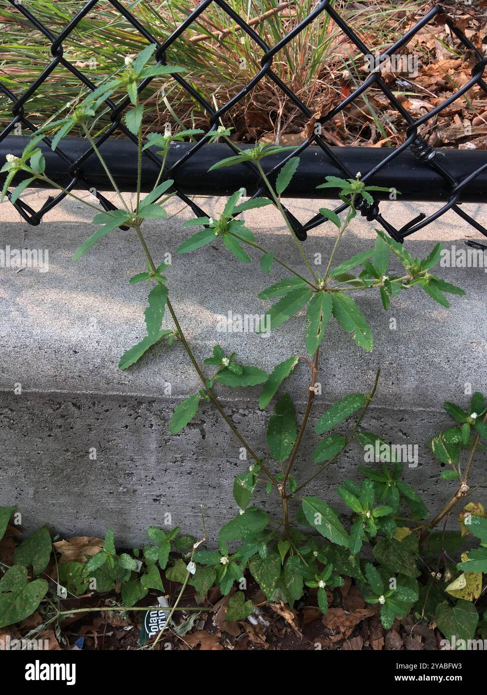 Tropic Croton (Croton glandulosus) Plantae Stock Photo - Alamy