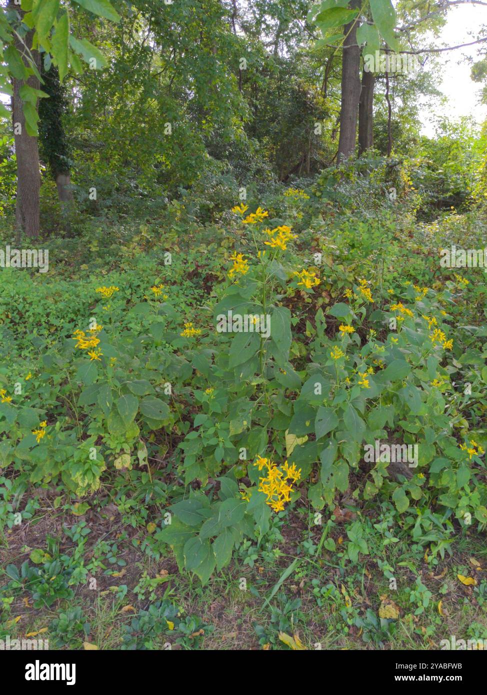 Yellow Crownbeard (Verbesina occidentalis) Plantae Stock Photo - Alamy