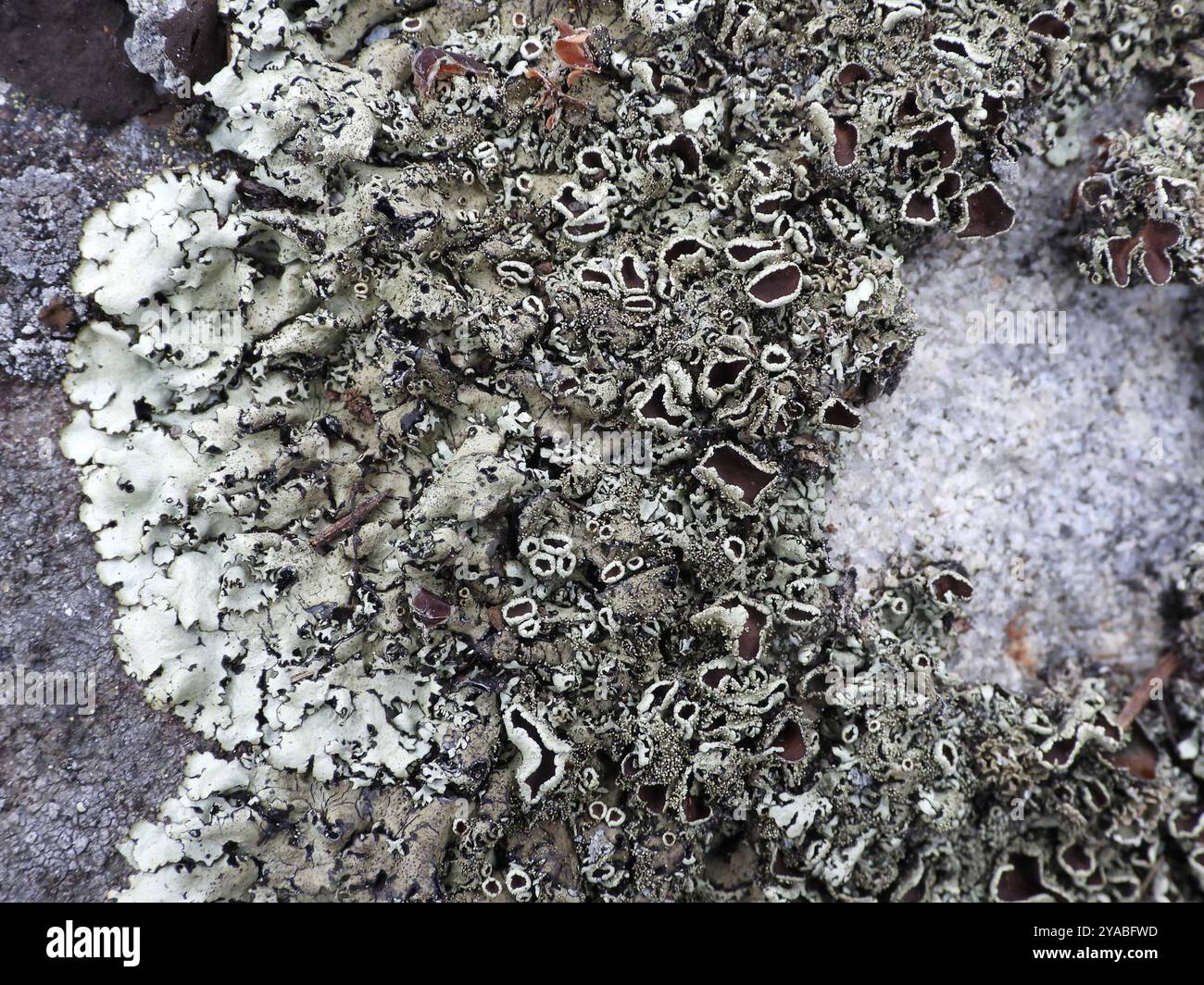 Peppered Rock-shield (Xanthoparmelia conspersa) Fungi Stock Photo - Alamy