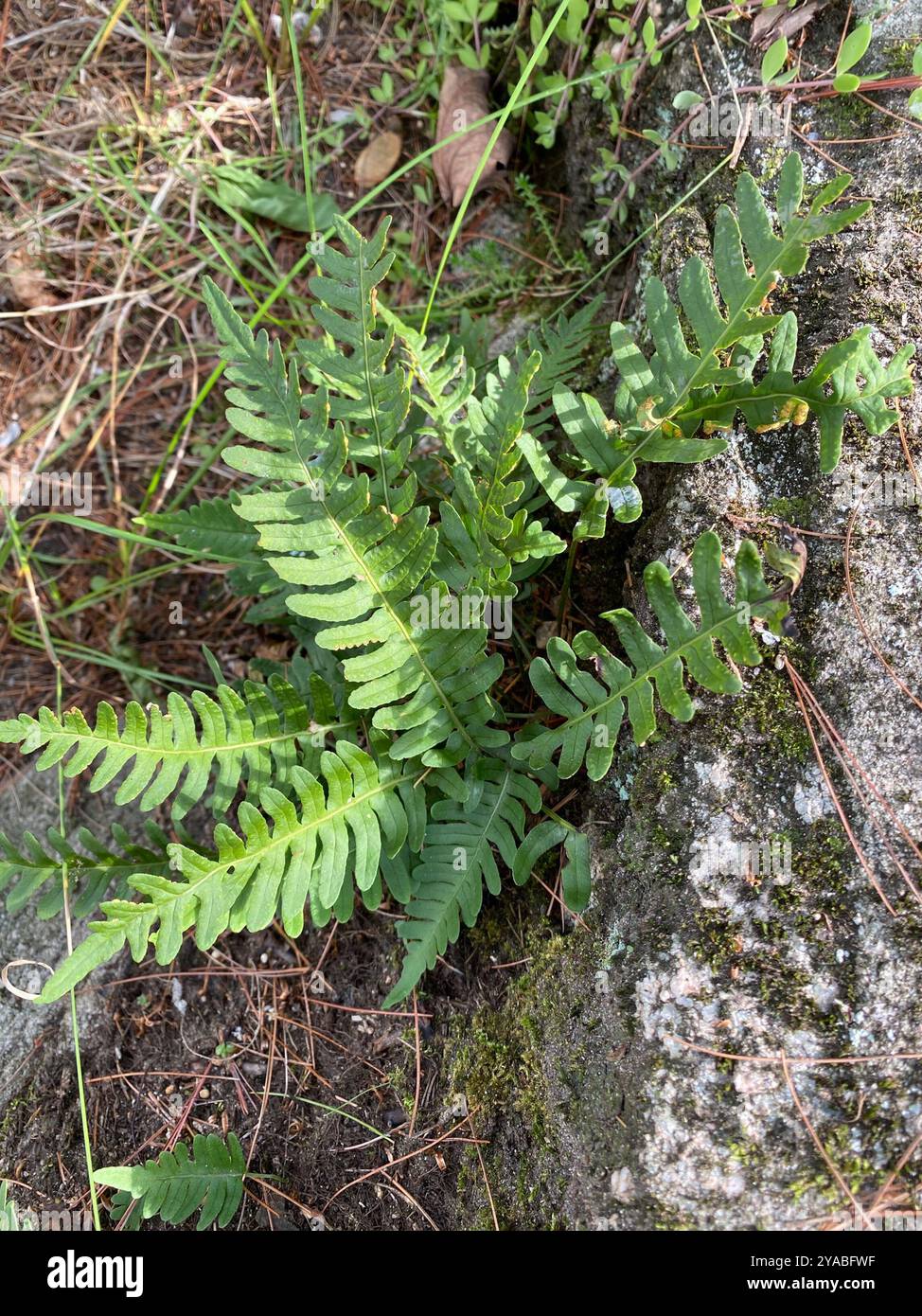 rock polypody (Polypodium virginianum) Plantae Stock Photo - Alamy