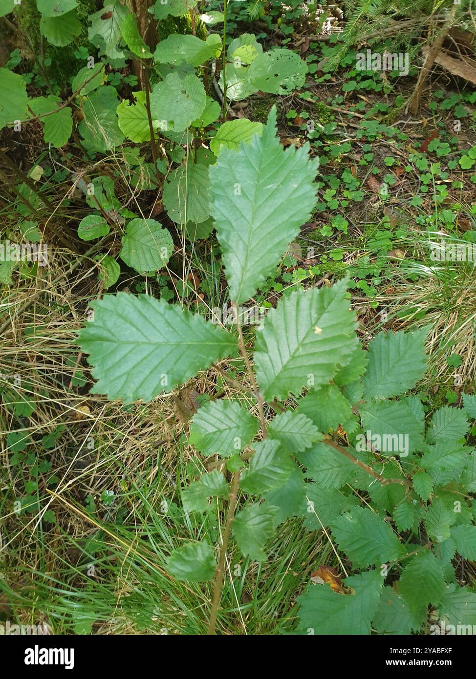 Wych Elm (Ulmus glabra) Plantae Stock Photo - Alamy