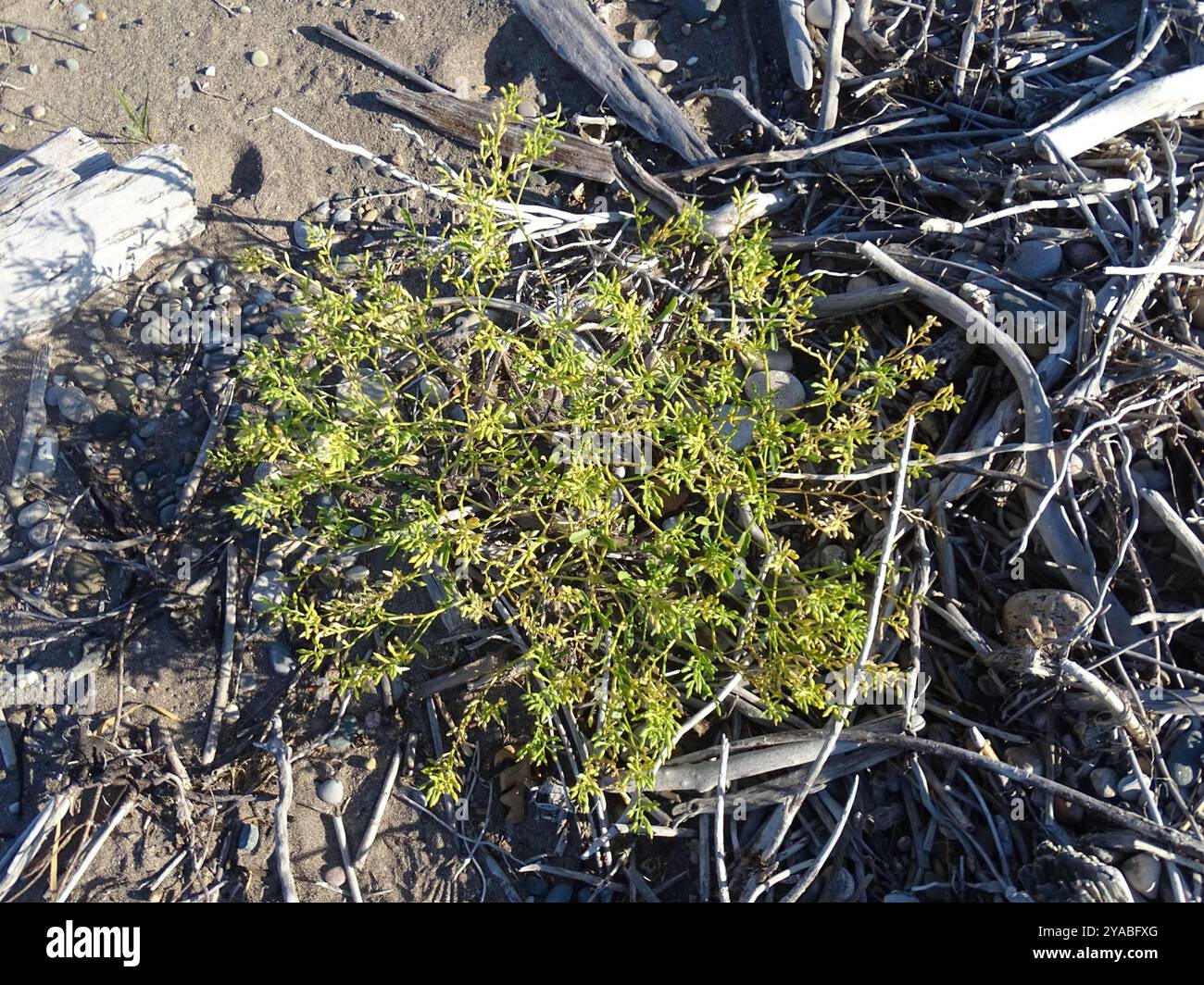 American searocket (Cakile edentula) Plantae Stock Photo - Alamy