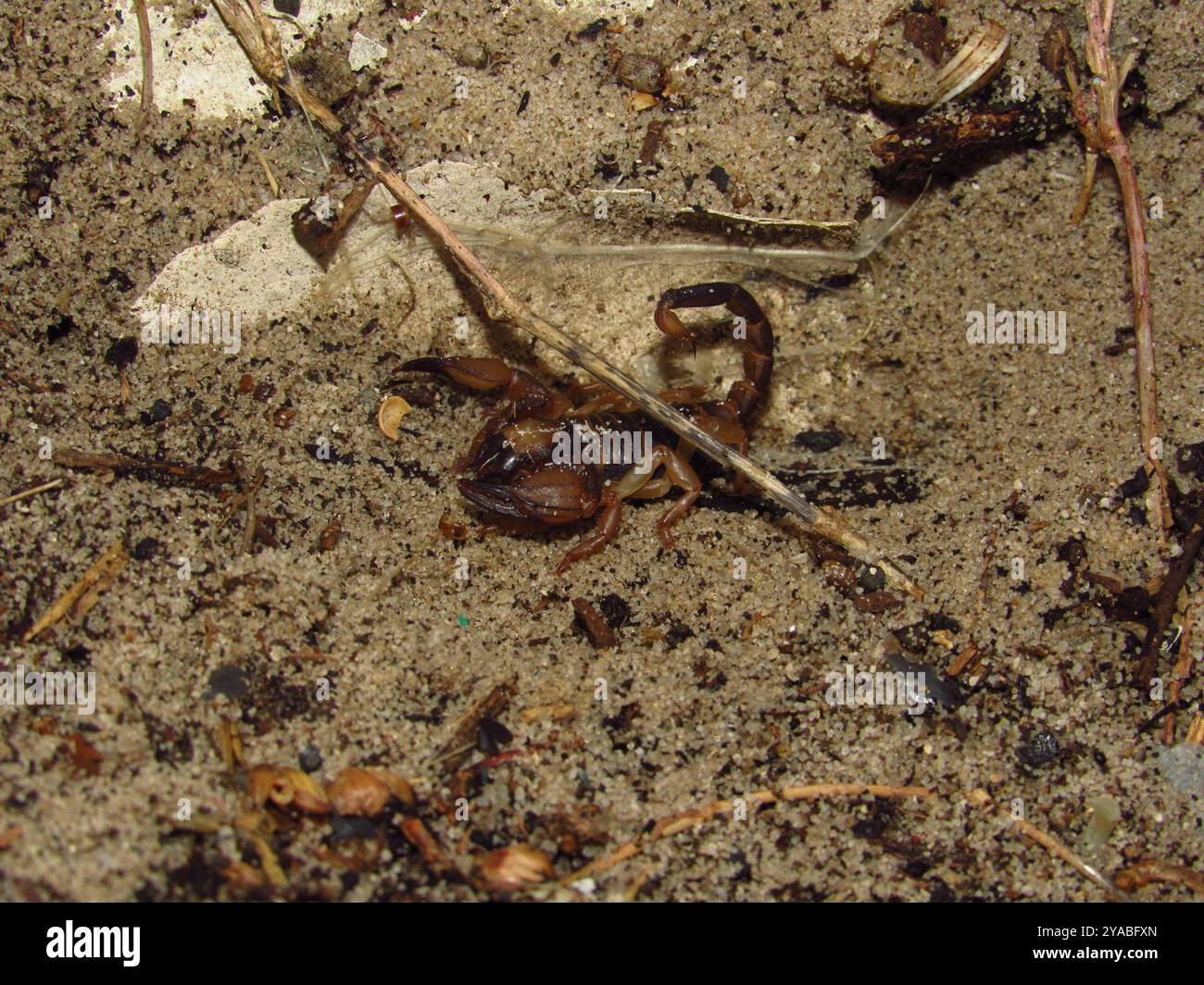 Cape Burrowing Scorpion (Opistophthalmus capensis) Arachnida Stock ...