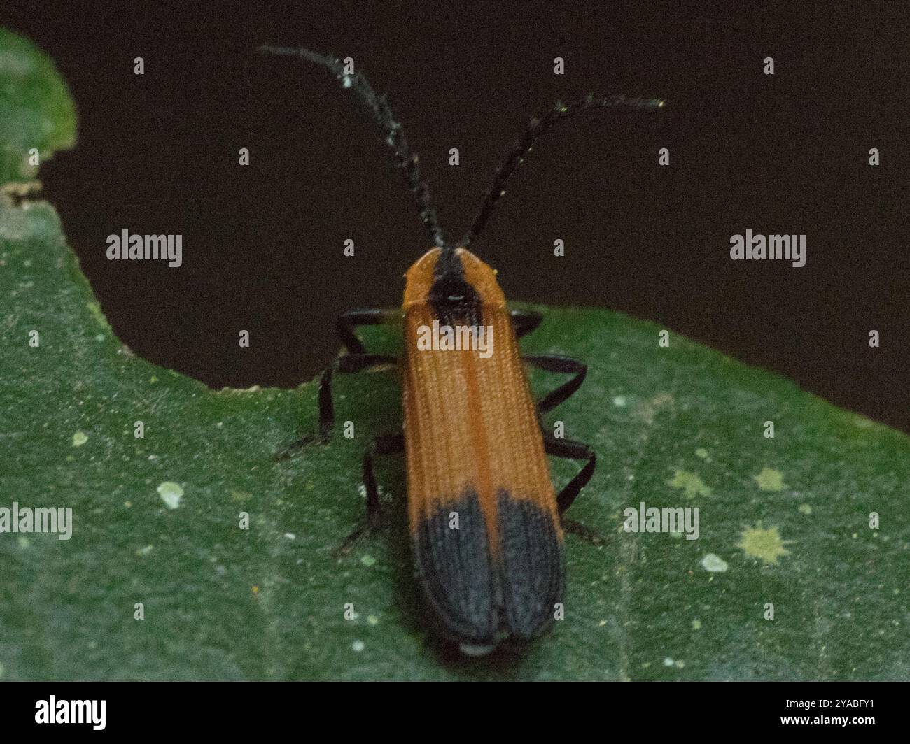 Net-winged Beetles (Lycidae) Insecta Stock Photo - Alamy
