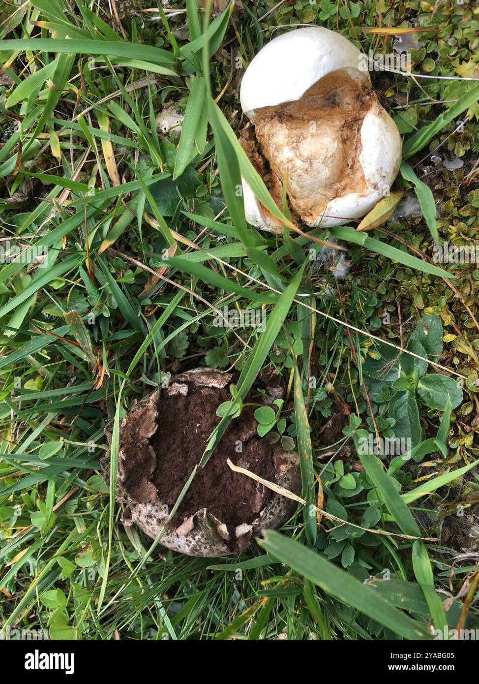 puffballs (Lycoperdaceae) Fungi Stock Photo - Alamy