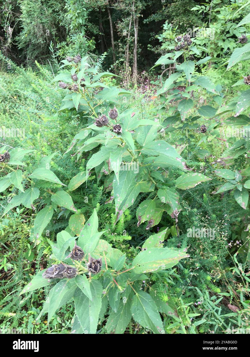 swamp rose mallow (Hibiscus moscheutos) Plantae Stock Photo - Alamy