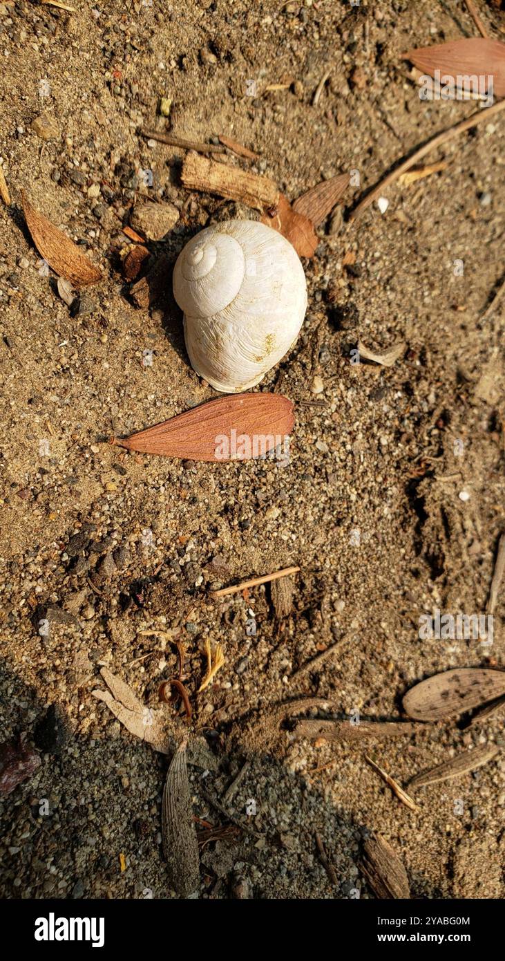 Garden Snail (Cornu aspersum) Mollusca Stock Photo - Alamy