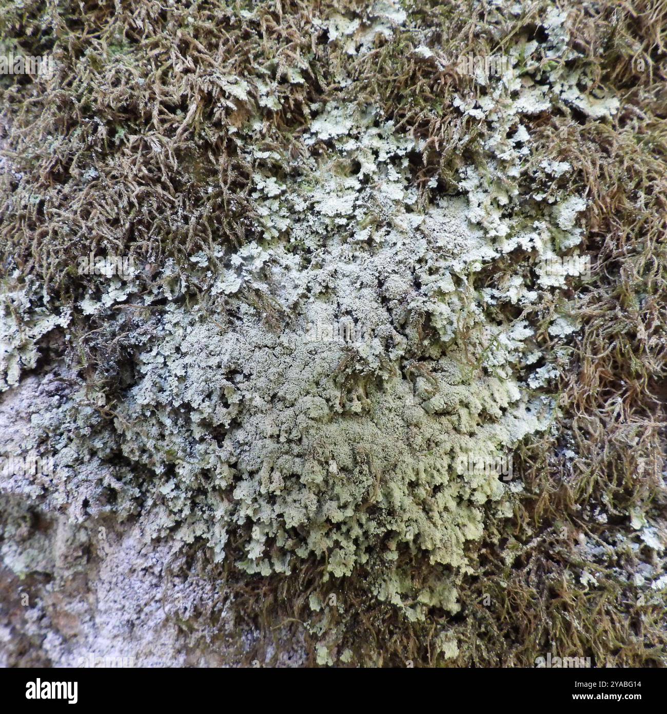 (Lepraria membranacea) Fungi Stock Photo - Alamy