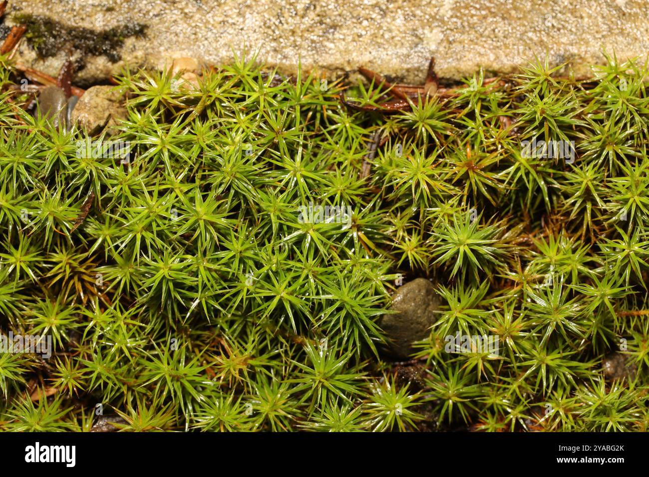 Common Haircap Moss (Polytrichum commune) Plantae Stock Photo - Alamy