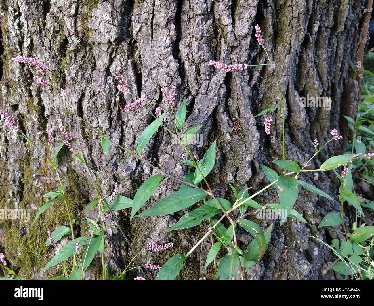 low smartweed (Persicaria longiseta) Plantae Stock Photo - Alamy