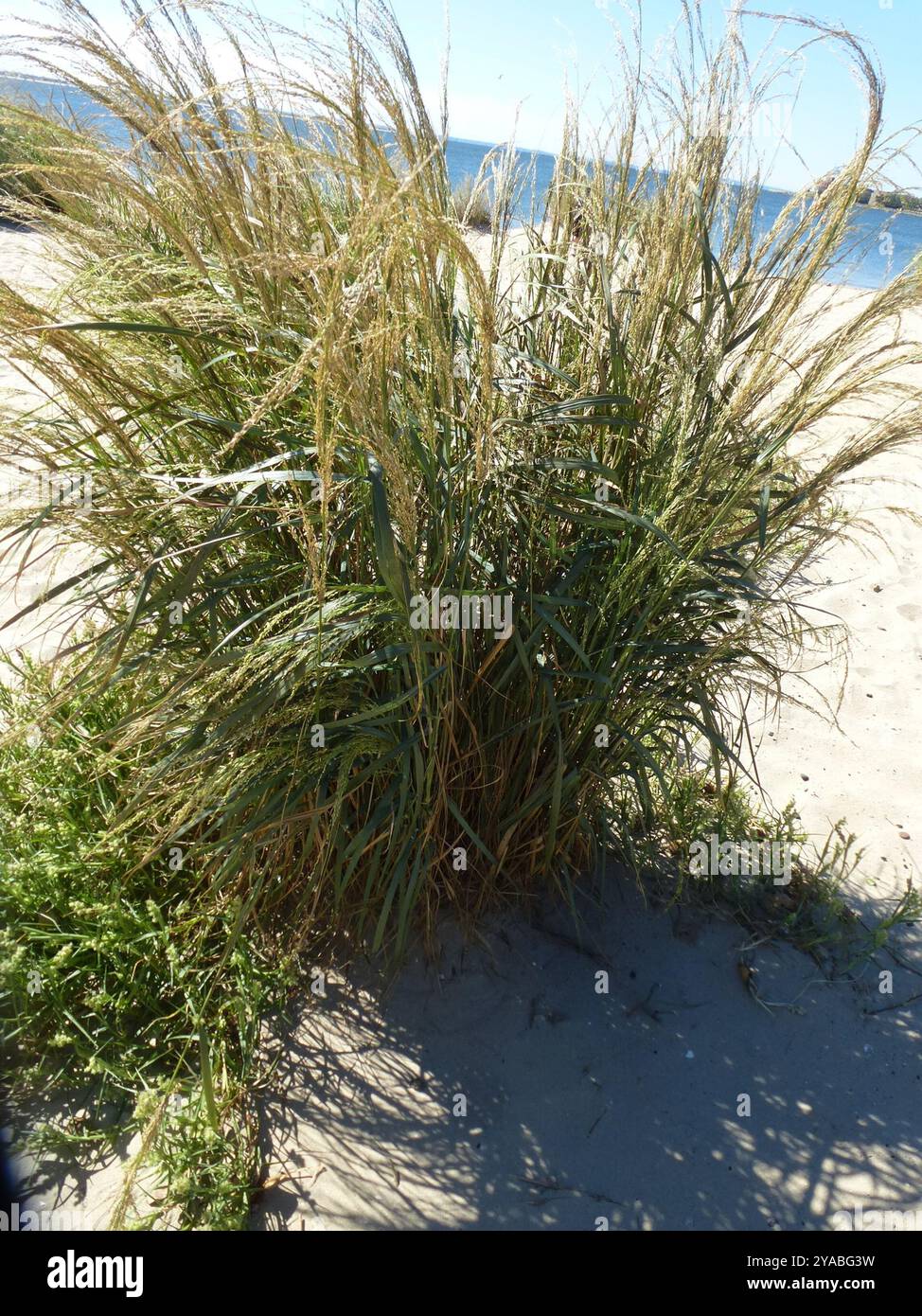 Bitter Panicgrass (Panicum amarum) Plantae Stock Photo - Alamy
