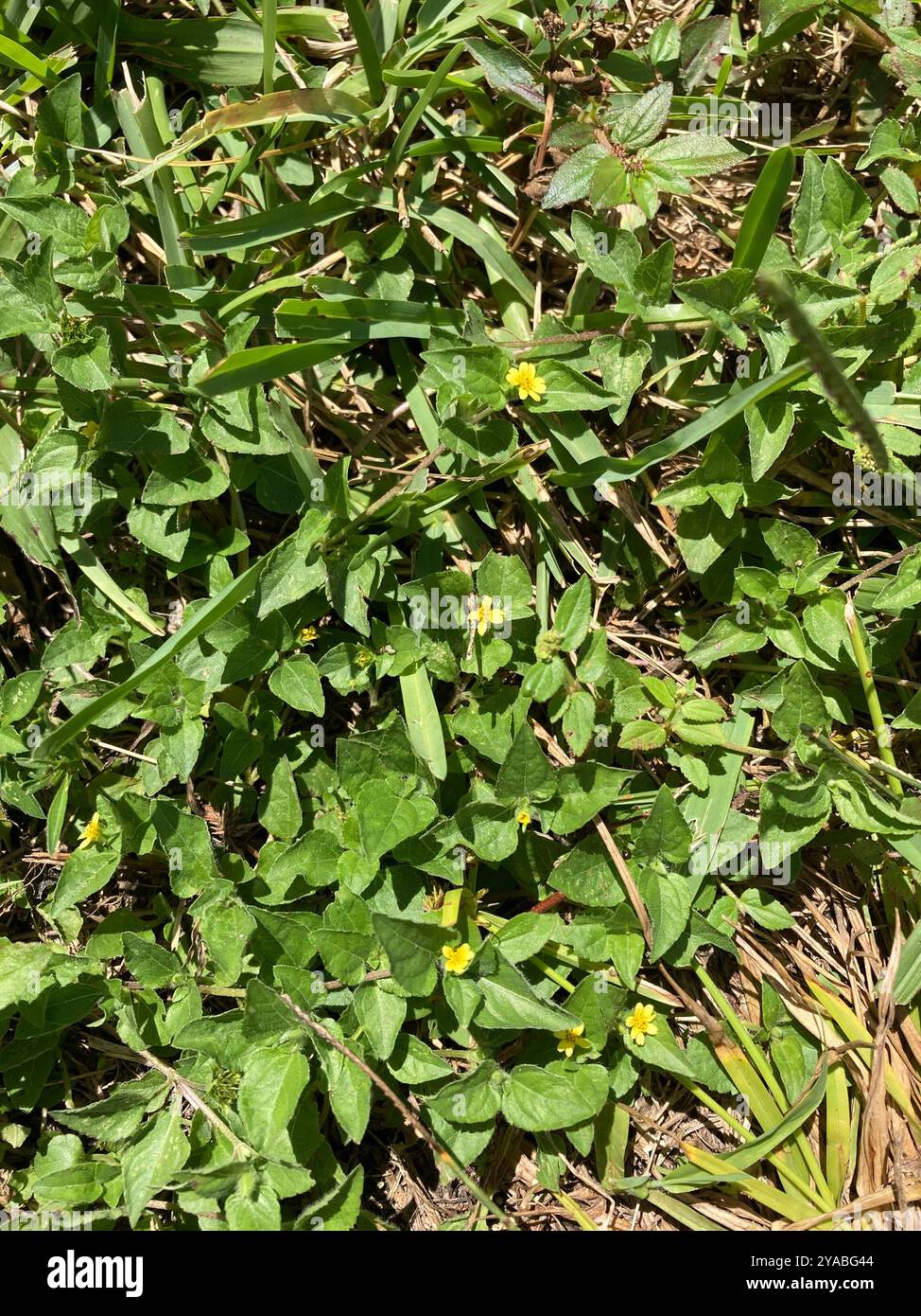 straggler daisy (Calyptocarpus vialis) Plantae Stock Photo - Alamy