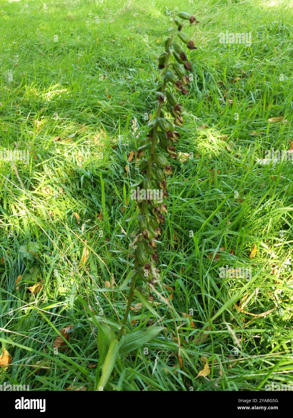 Broad-leaved helleborine (Epipactis helleborine) Plantae Stock Photo ...