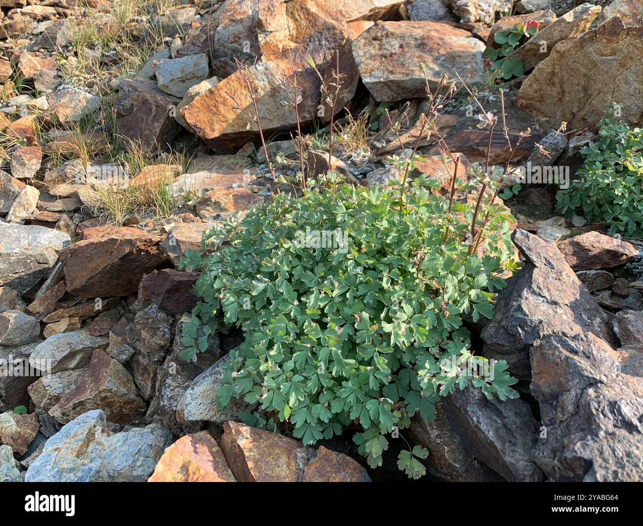 Sierra Columbine (Aquilegia pubescens) Plantae Stock Photo - Alamy