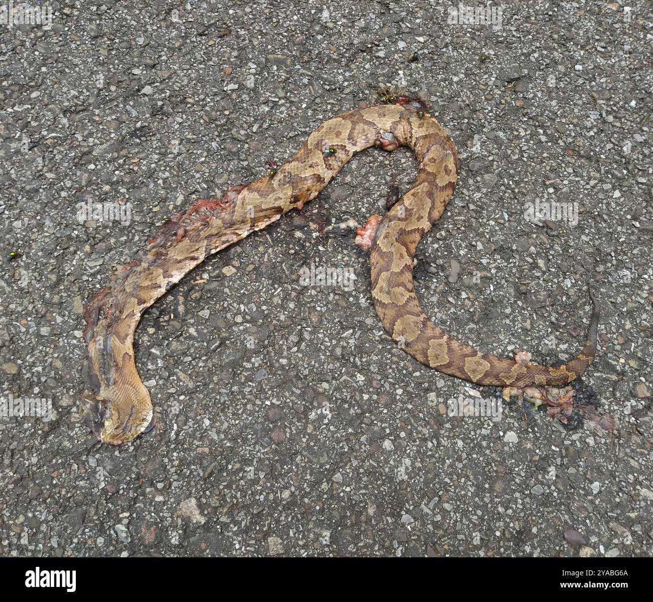 Eastern Copperhead (Agkistrodon contortrix) Reptilia Stock Photo - Alamy