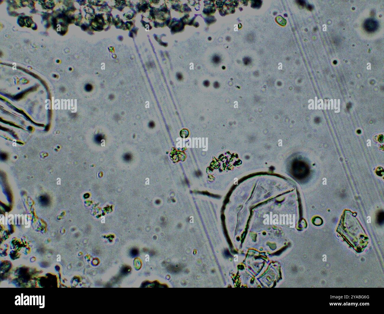 bearded dapperling (Cystolepiota seminuda) Fungi Stock Photo - Alamy
