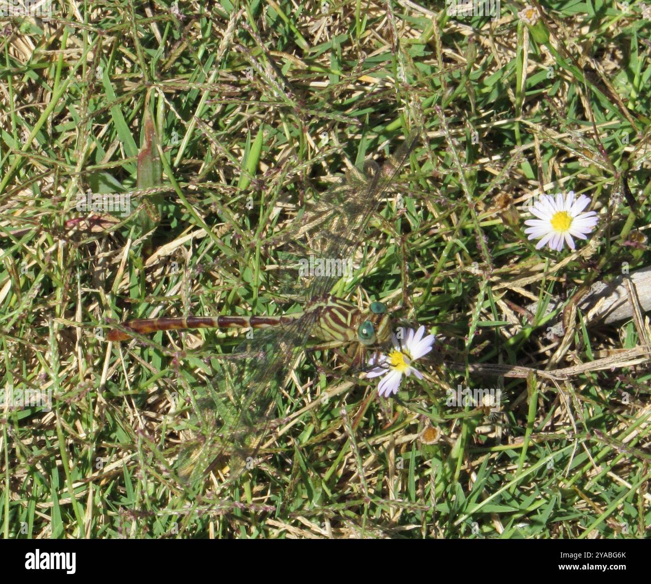 Clubtails (Gomphidae) Insecta Stock Photo - Alamy