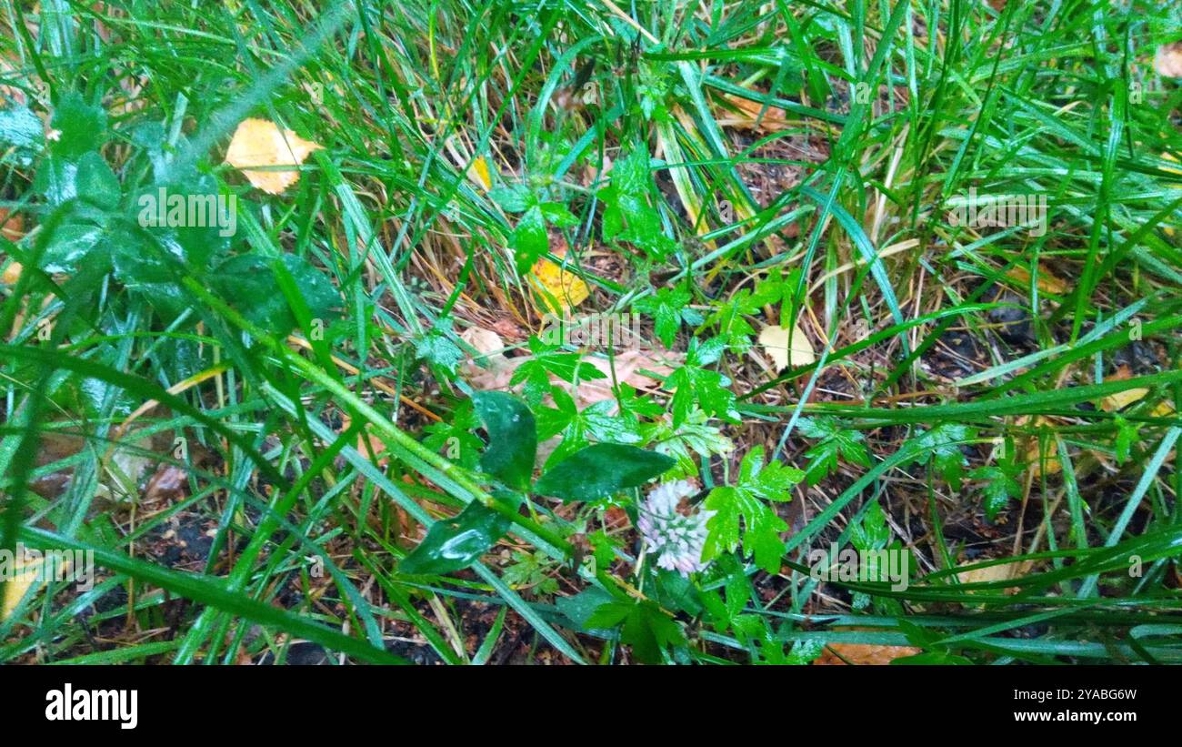 Siberian Crane's-bill (Geranium sibiricum) Plantae Stock Photo - Alamy
