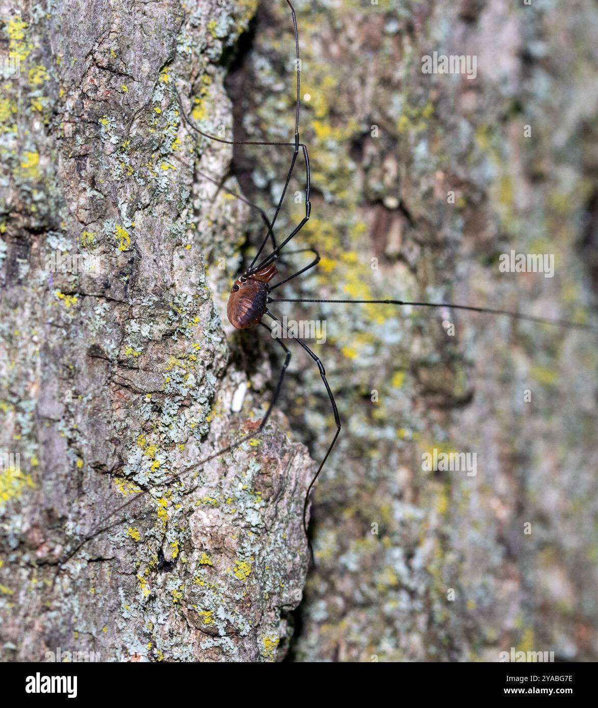 Eastern Harvestman (Leiobunum vittatum) Arachnida Stock Photo - Alamy