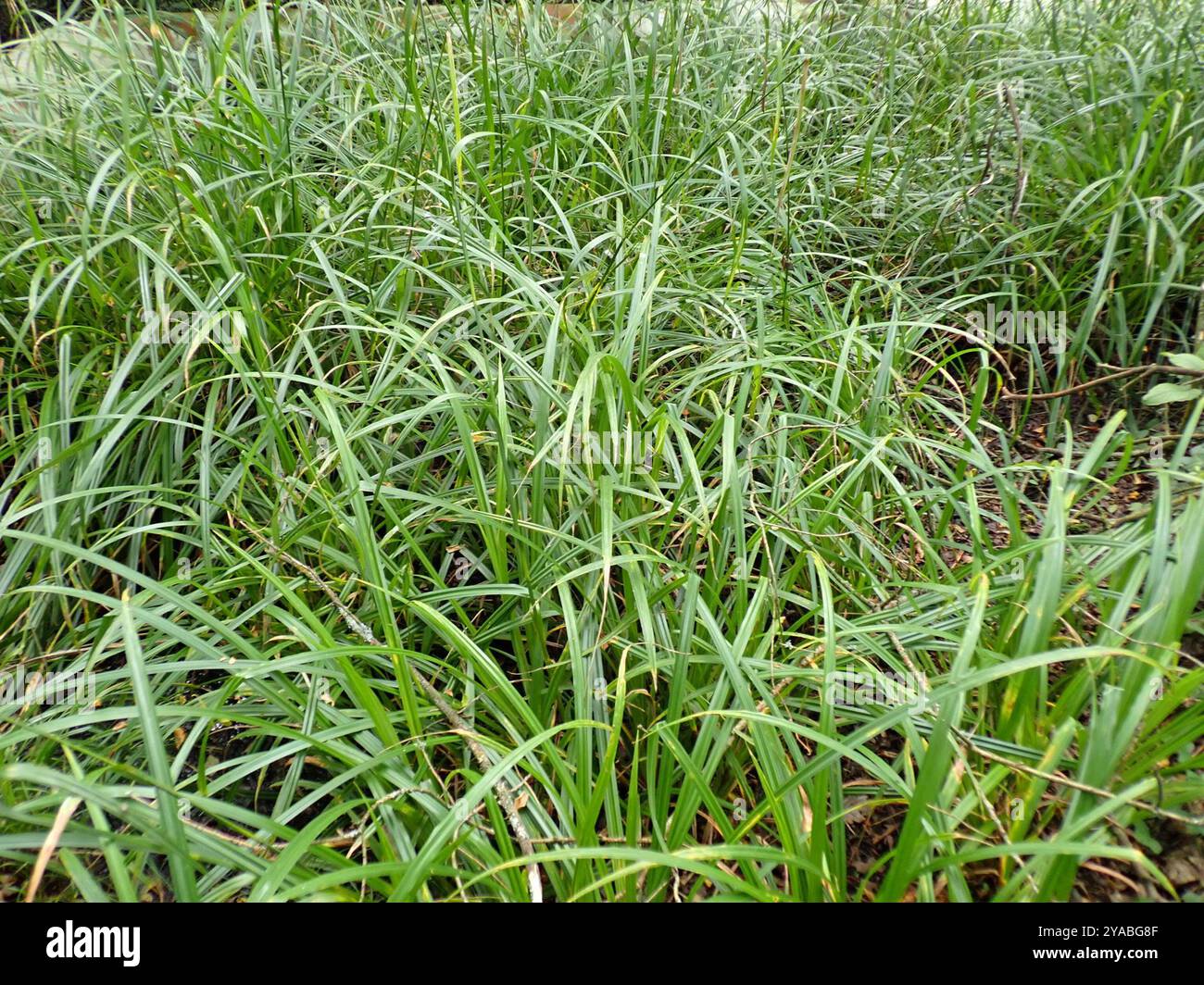 Hanging sedge (Carex pendula) Plantae Stock Photo - Alamy