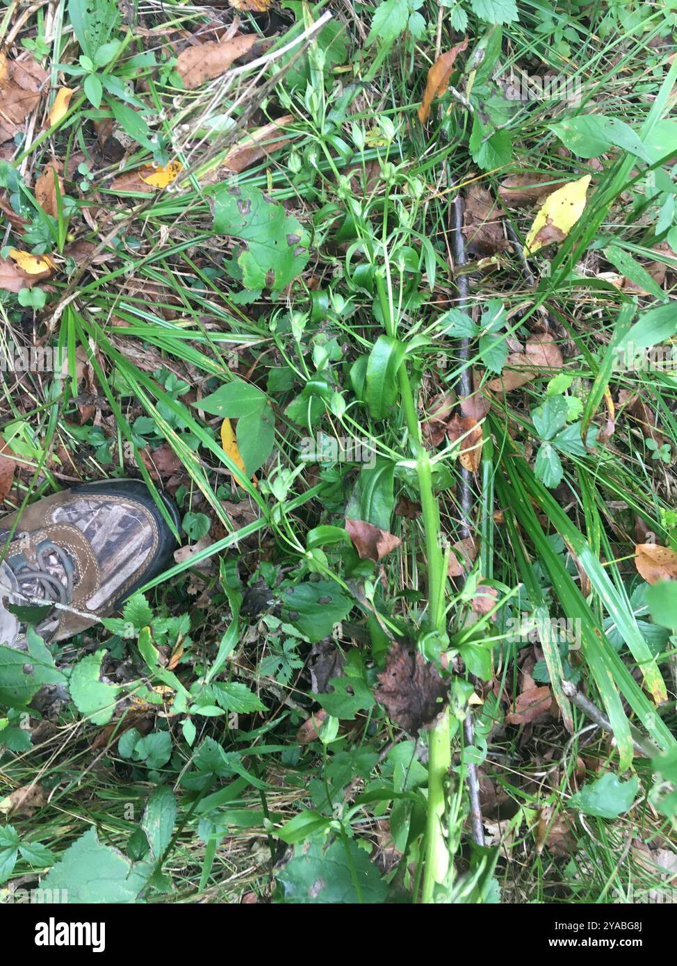 American columbo (Frasera caroliniensis) Plantae Stock Photo - Alamy