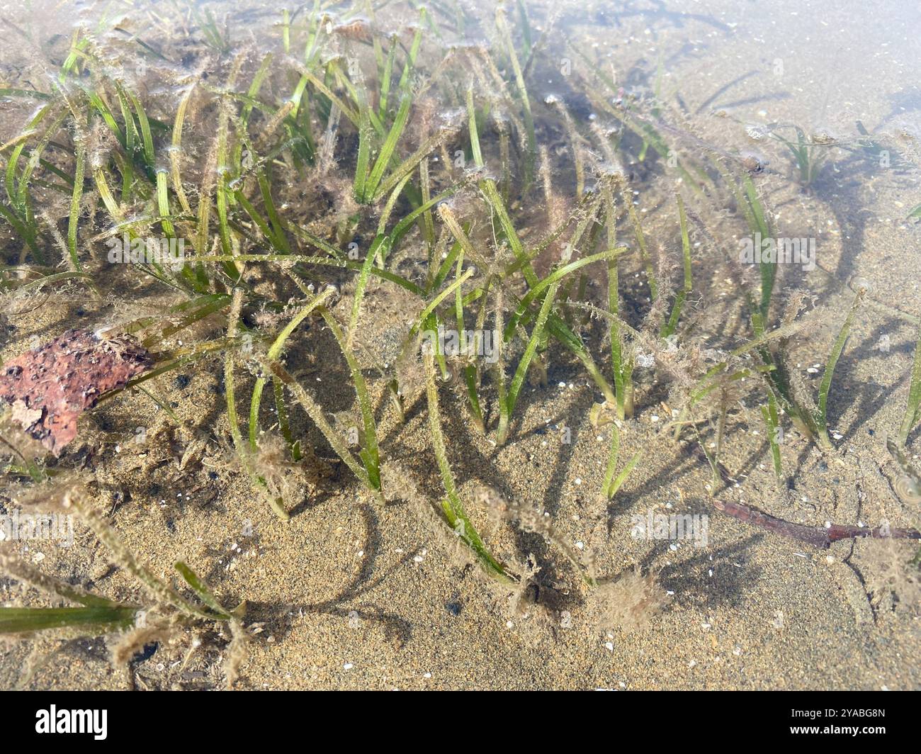 Round-leafed ribbon grass (Cymodocea rotundata) Plantae Stock Photo - Alamy