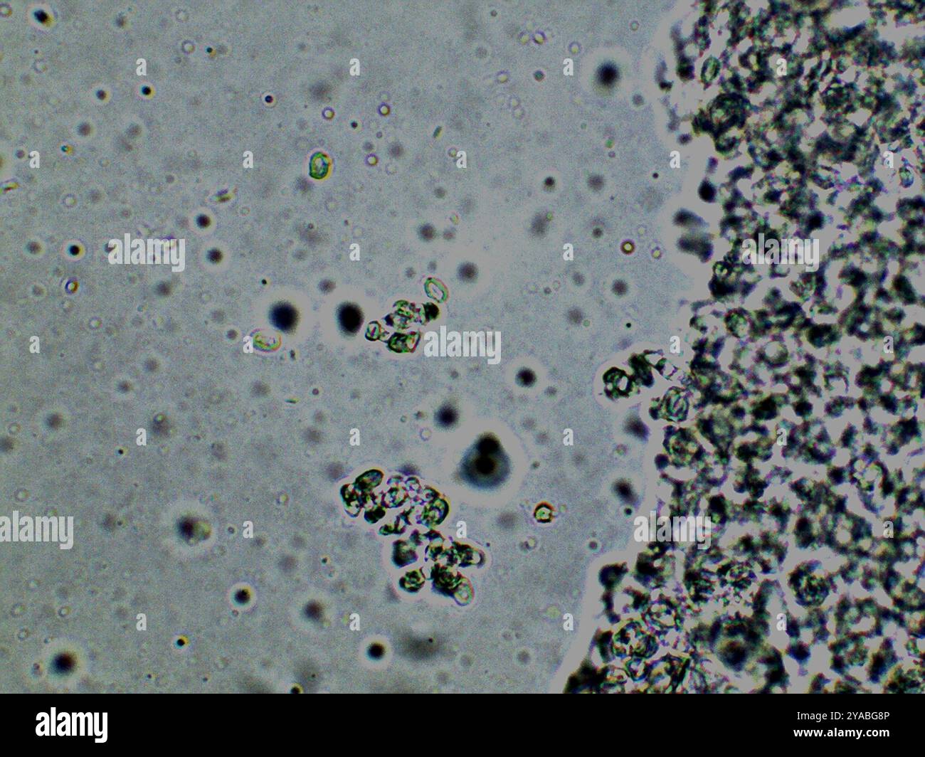 bearded dapperling (Cystolepiota seminuda) Fungi Stock Photo - Alamy