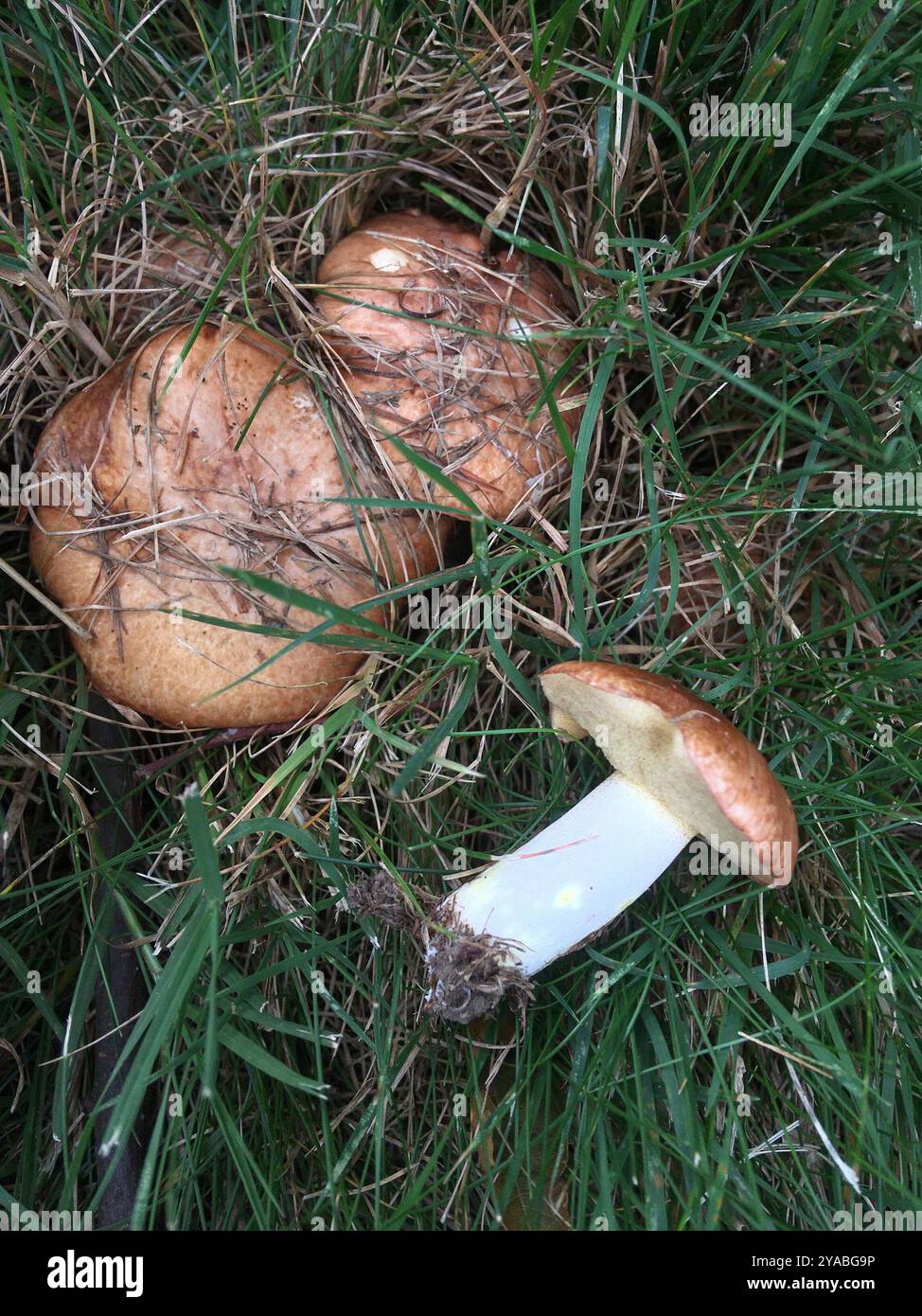 Butterball (Suillus weaverae) Fungi Stock Photo - Alamy