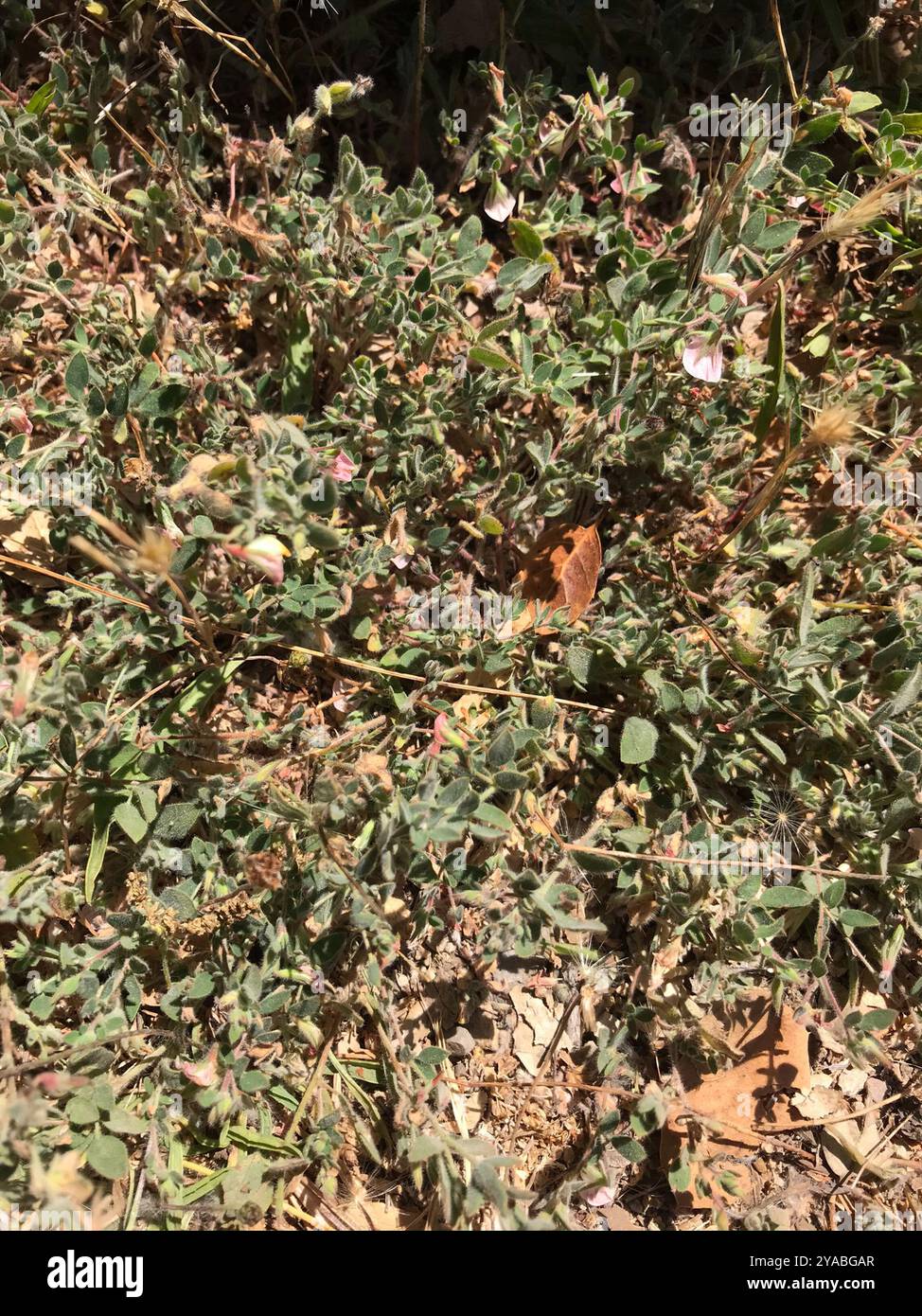 Spanish clover (Acmispon americanus) Plantae Stock Photo - Alamy