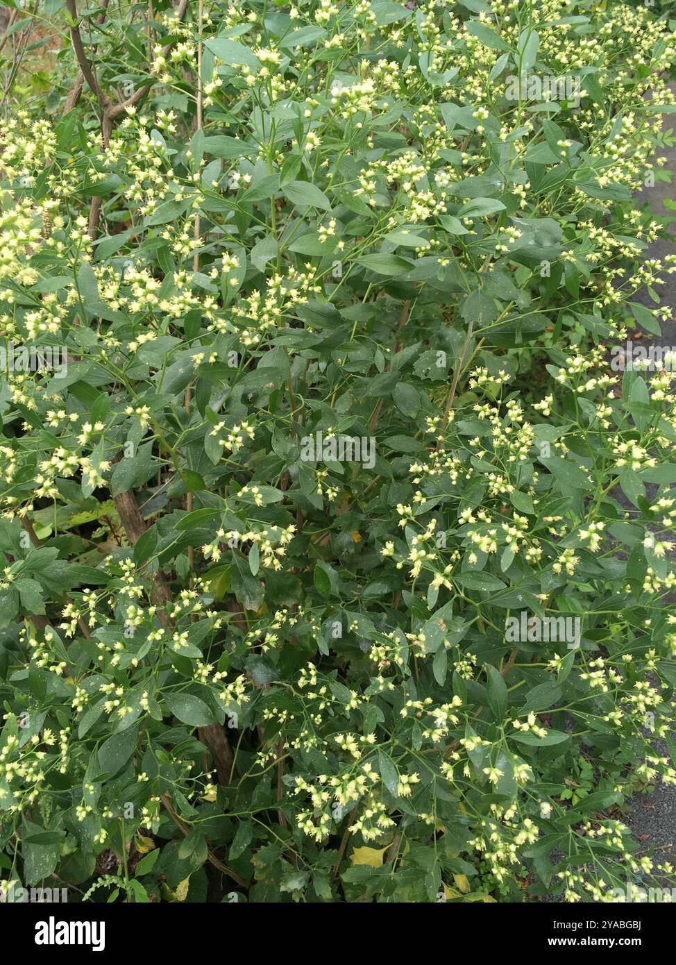 groundsel tree (Baccharis halimifolia) Plantae Stock Photo - Alamy