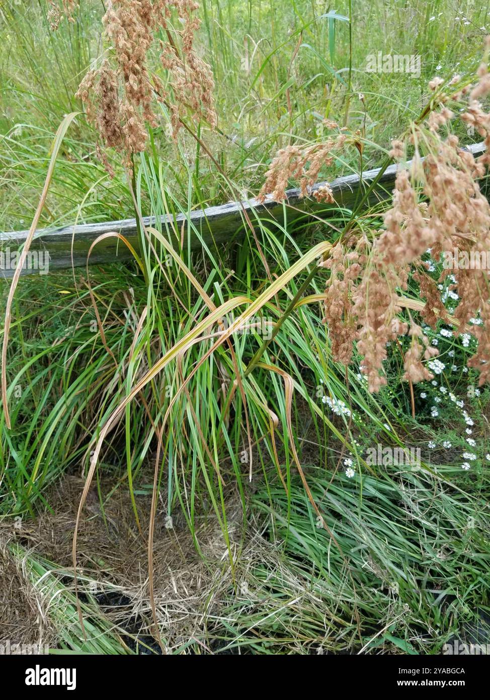 woolgrass (Scirpus cyperinus) Plantae Stock Photo - Alamy