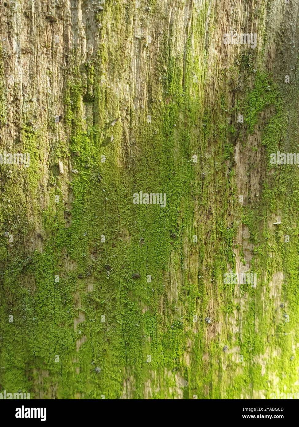 (Desmococcus olivaceus) Plantae Stock Photo - Alamy