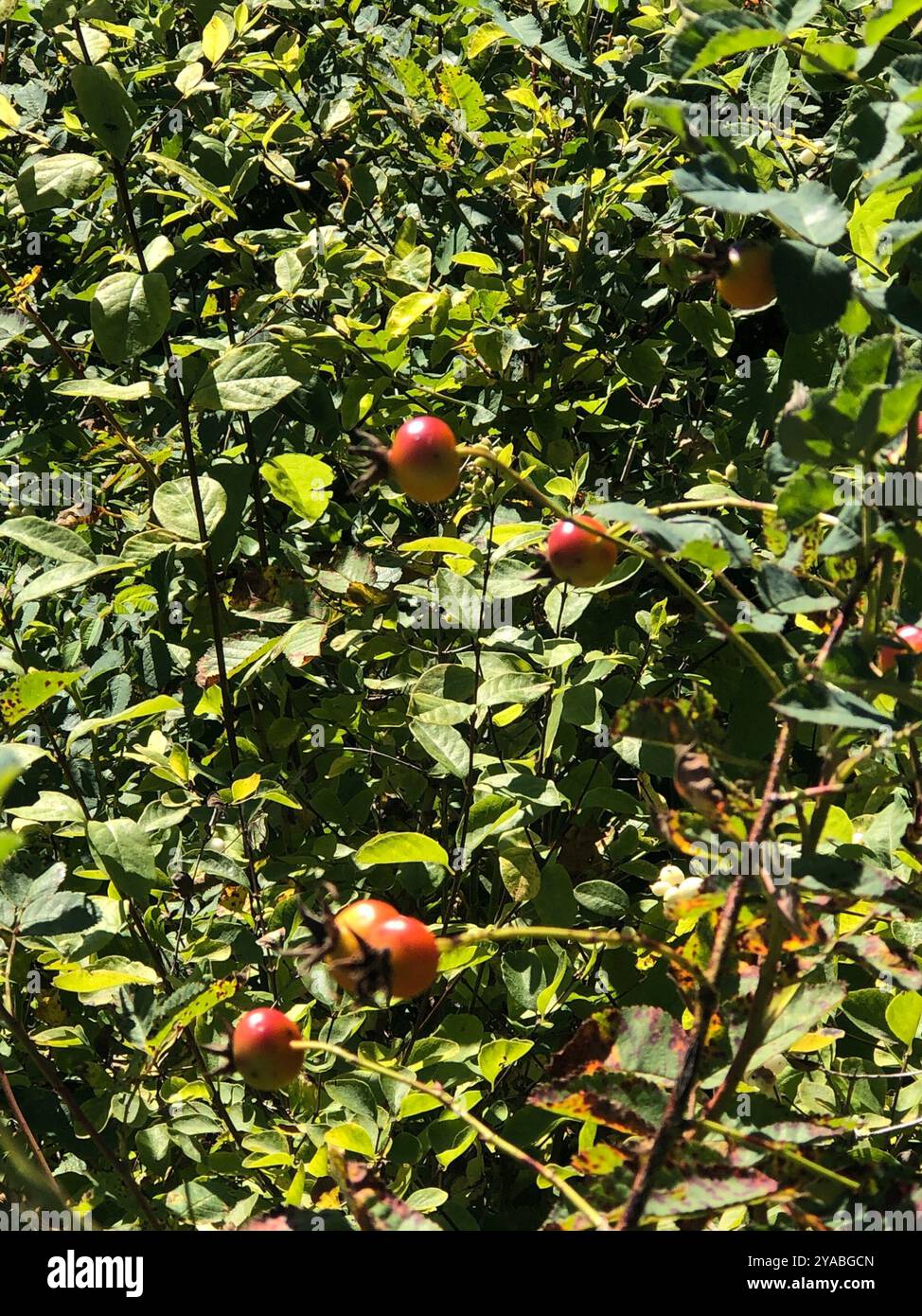 Nootka rose (Rosa nutkana) Plantae Stock Photo - Alamy