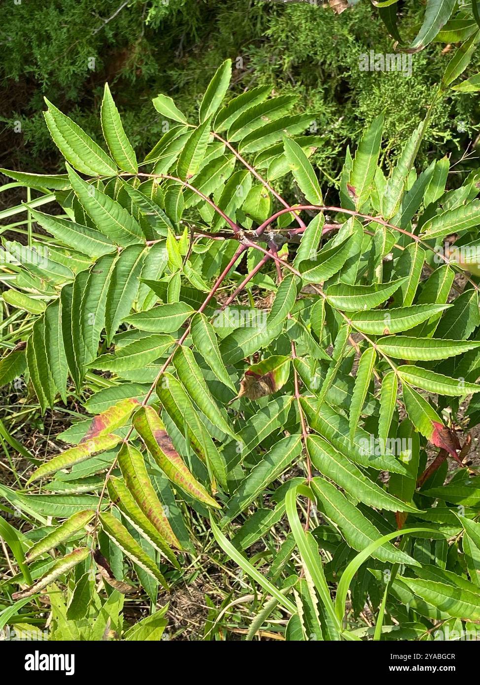 smooth sumac (Rhus glabra) Plantae Stock Photo - Alamy