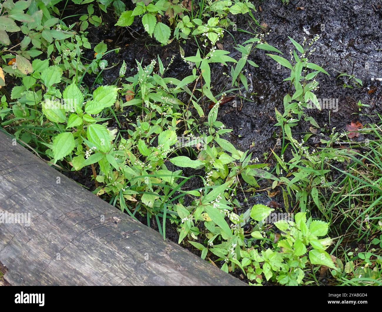 Dotted Smartweed (Persicaria punctata) Plantae Stock Photo - Alamy