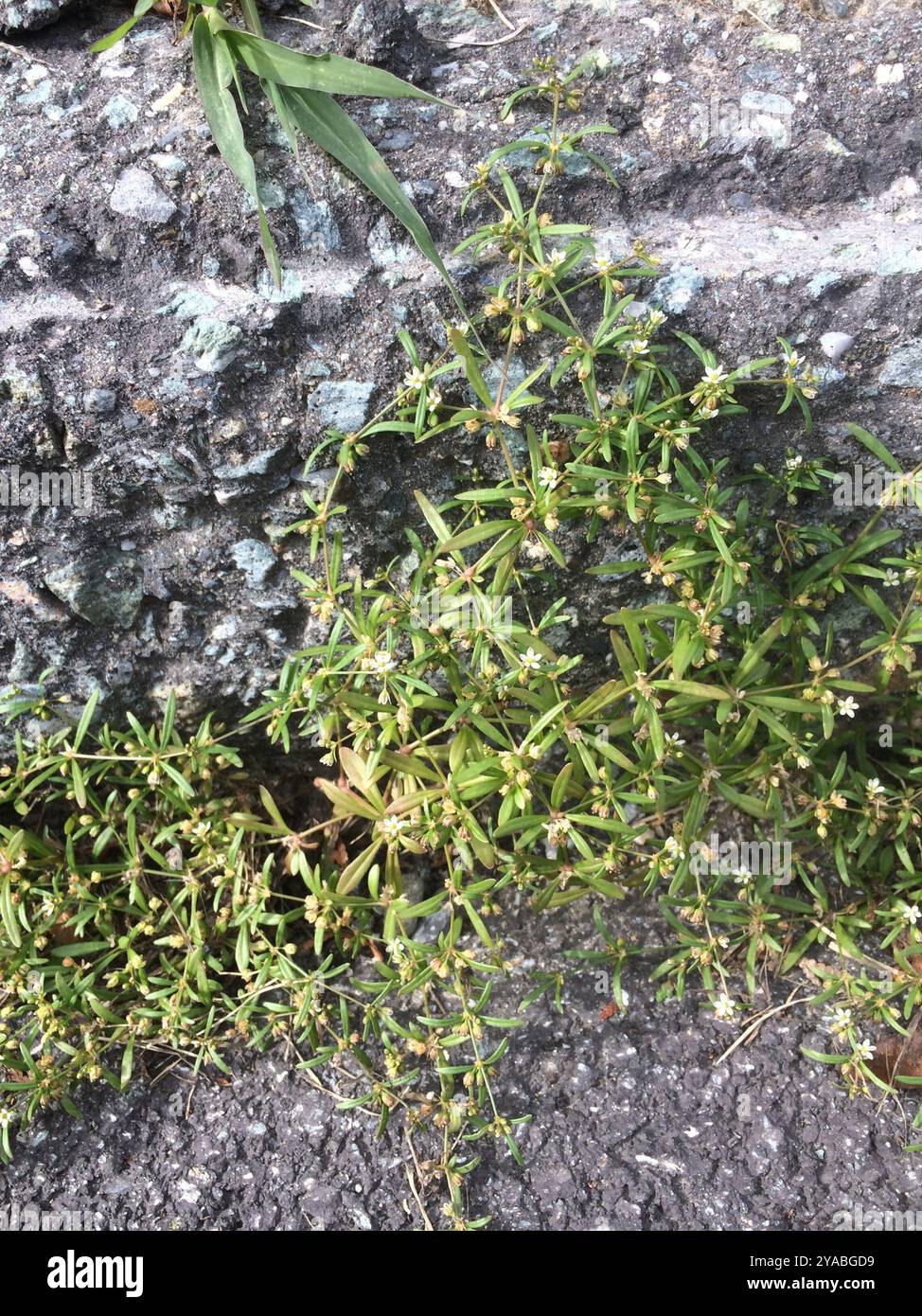 green carpetweed (Mollugo verticillata) Plantae Stock Photo - Alamy
