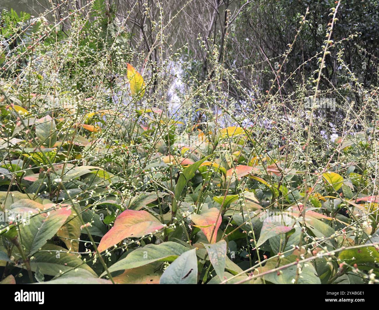 American jumpseed (Persicaria virginiana) Plantae Stock Photo - Alamy