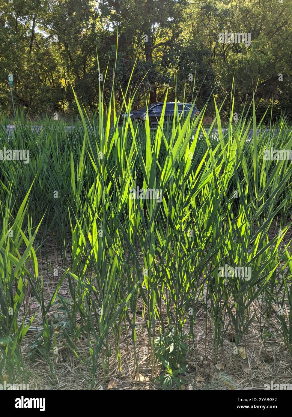 grasses (Poaceae) Plantae Stock Photo - Alamy
