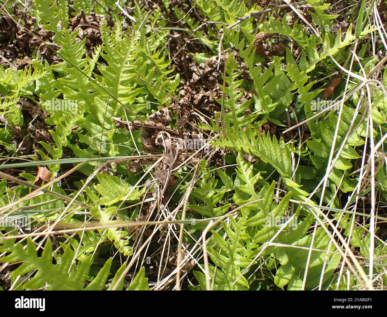 intermediate polypody (Polypodium interjectum) Plantae Stock Photo - Alamy