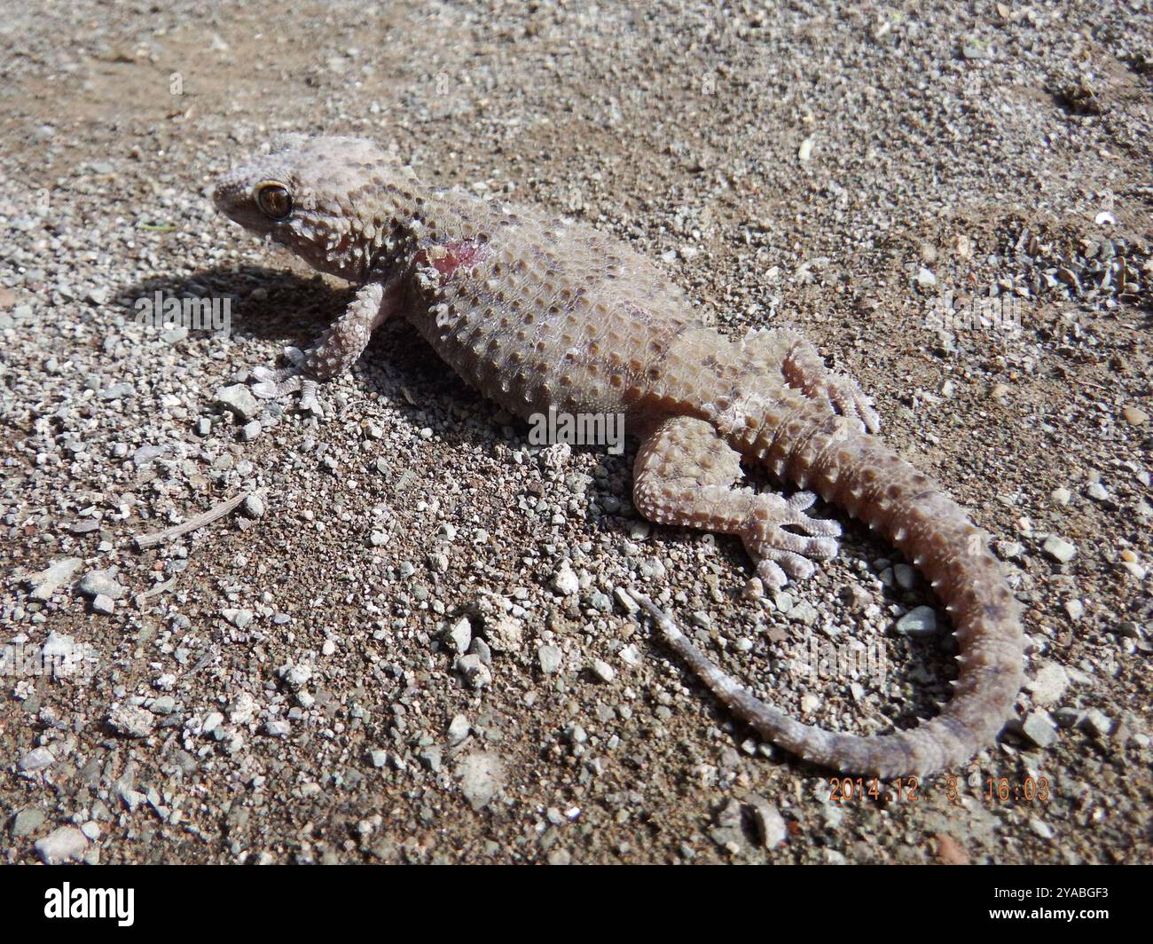 Bibron's Thick-toed Gecko (Chondrodactylus bibronii) Reptilia Stock ...