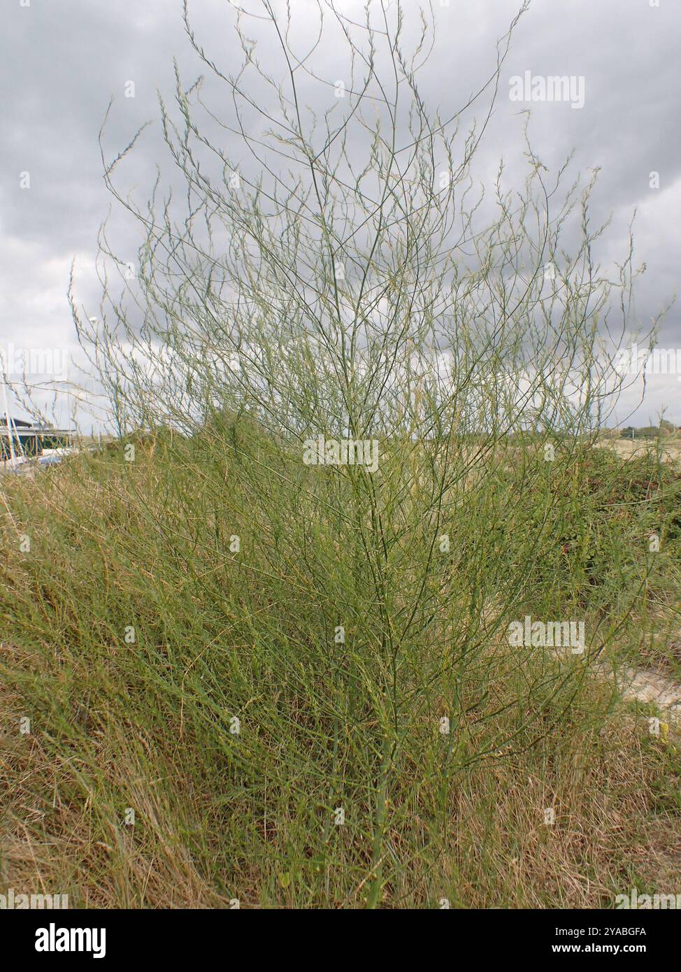 wild asparagus (Asparagus officinalis) Plantae Stock Photo - Alamy
