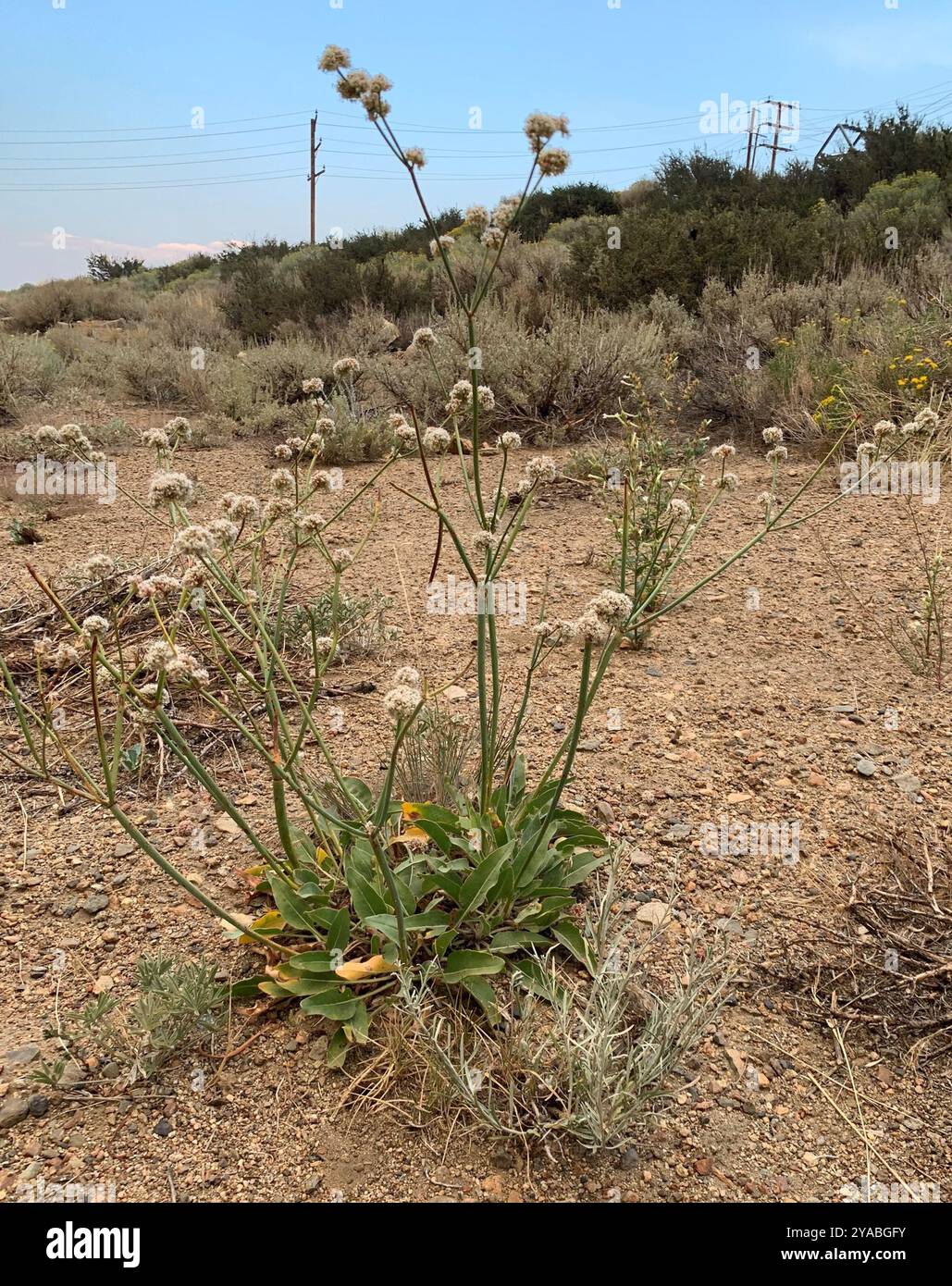 tall woolly wild buckwheat (Eriogonum elatum) Plantae Stock Photo - Alamy