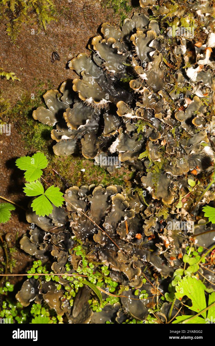 pelt lichens (Peltigera) Fungi Stock Photo - Alamy