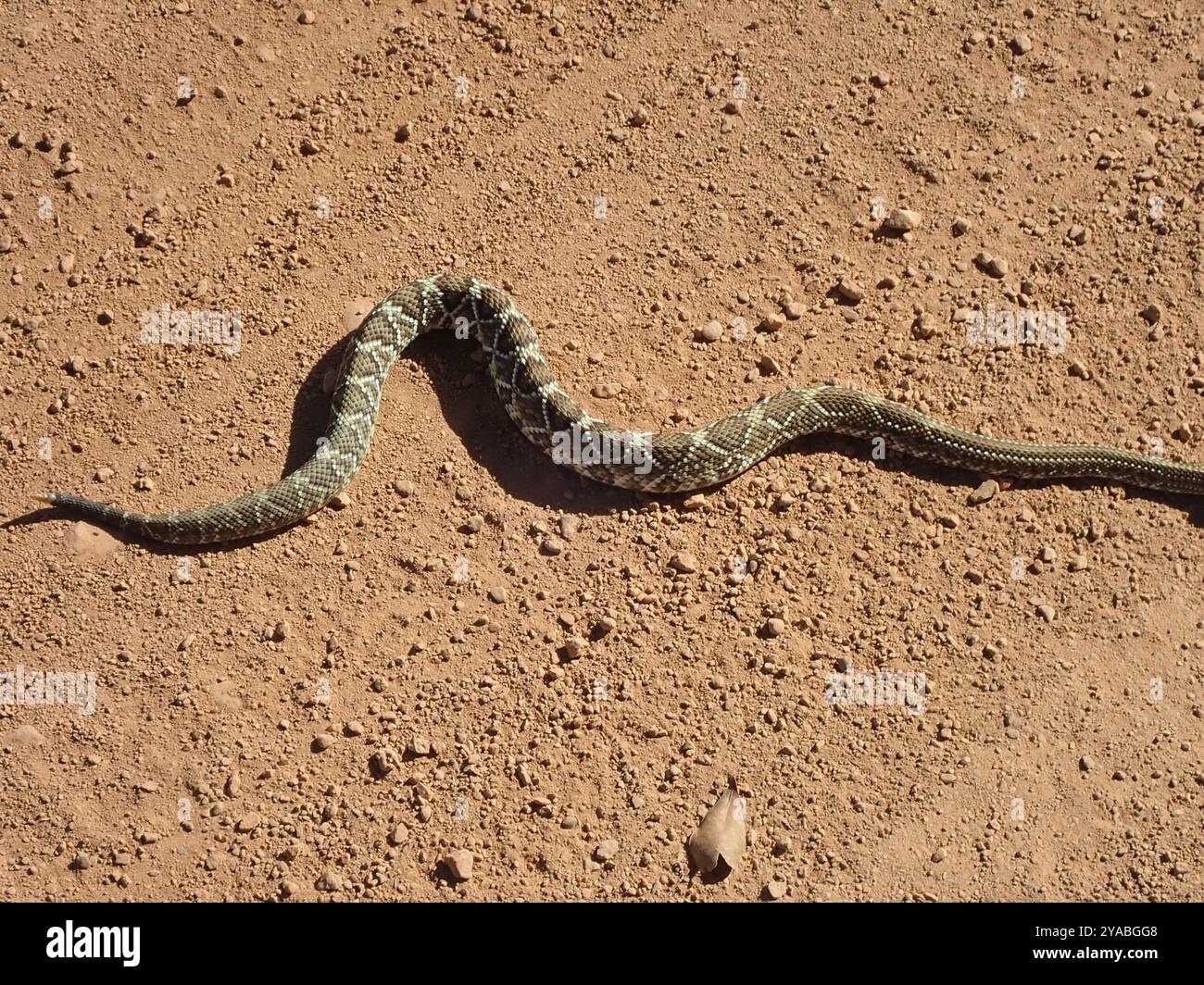 Neotropical Rattlesnake (Crotalus durissus) Reptilia Stock Photo - Alamy