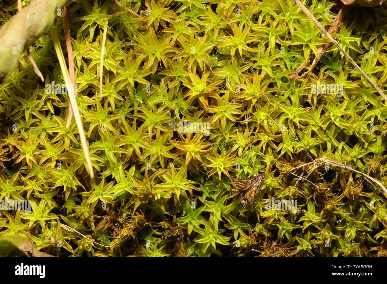 Sand-hill Screw-moss (Syntrichia ruraliformis) Plantae Stock Photo - Alamy