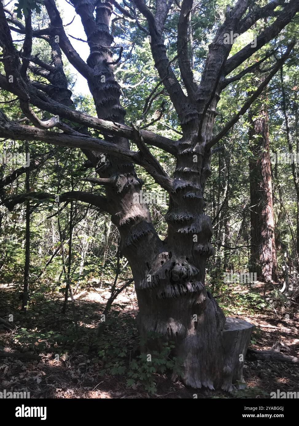 alligator juniper (Juniperus deppeana) Plantae Stock Photo - Alamy